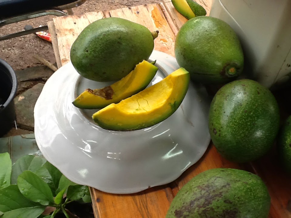 Pipit Febri Sweet Sunshine: Legitnya Untung dari Pertanian Alpukat Mentega